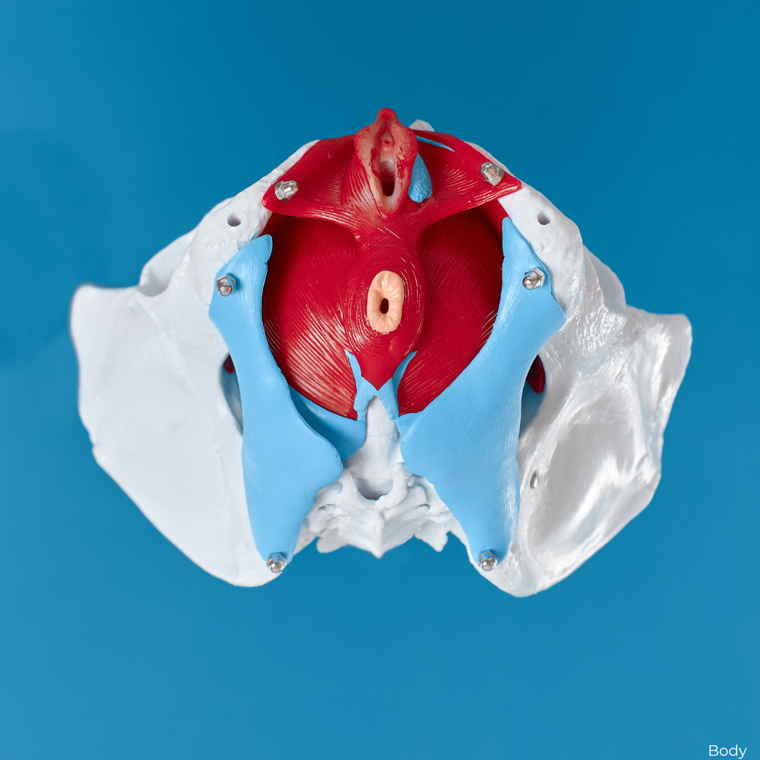 How to squeeze the pelvic floor muscles correctly - Rach Murray Physio