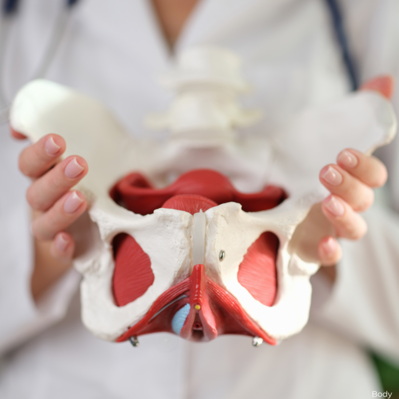 How to squeeze the pelvic floor muscles correctly - Rach Murray Physio